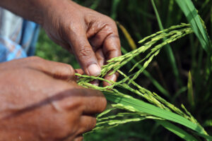 Ionising Radiation: Transforming Crops and Commerce in the 21st Century ...